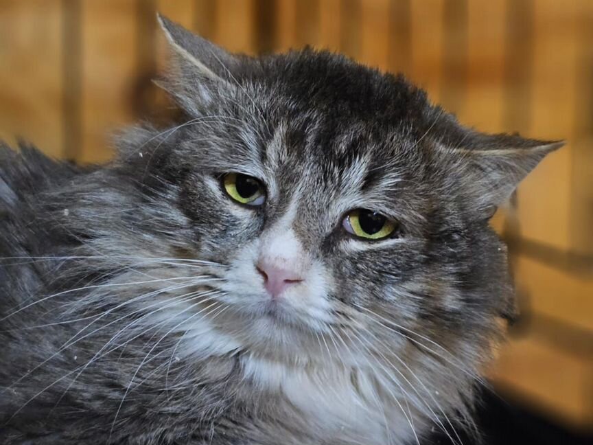 Котику Сереге нужен надежный дом