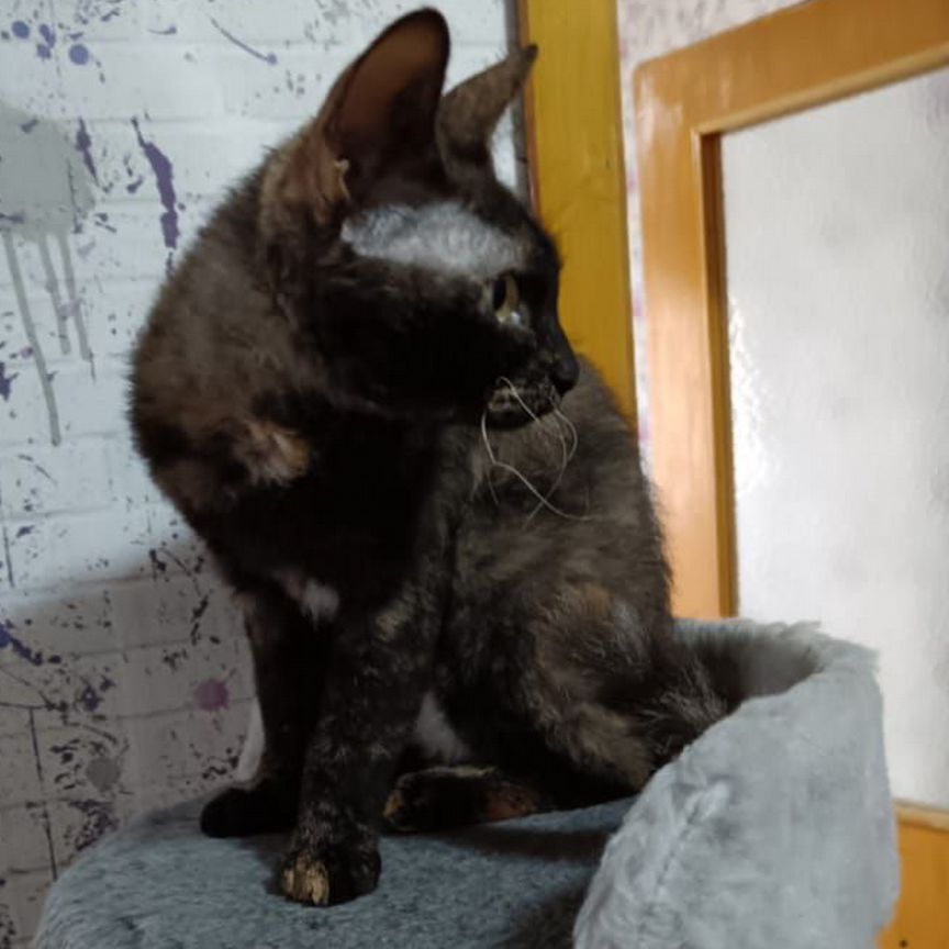 Канадский сфинкс котёнок