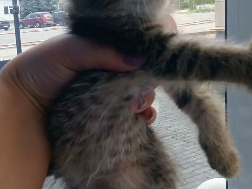 Отдам в добрые руки