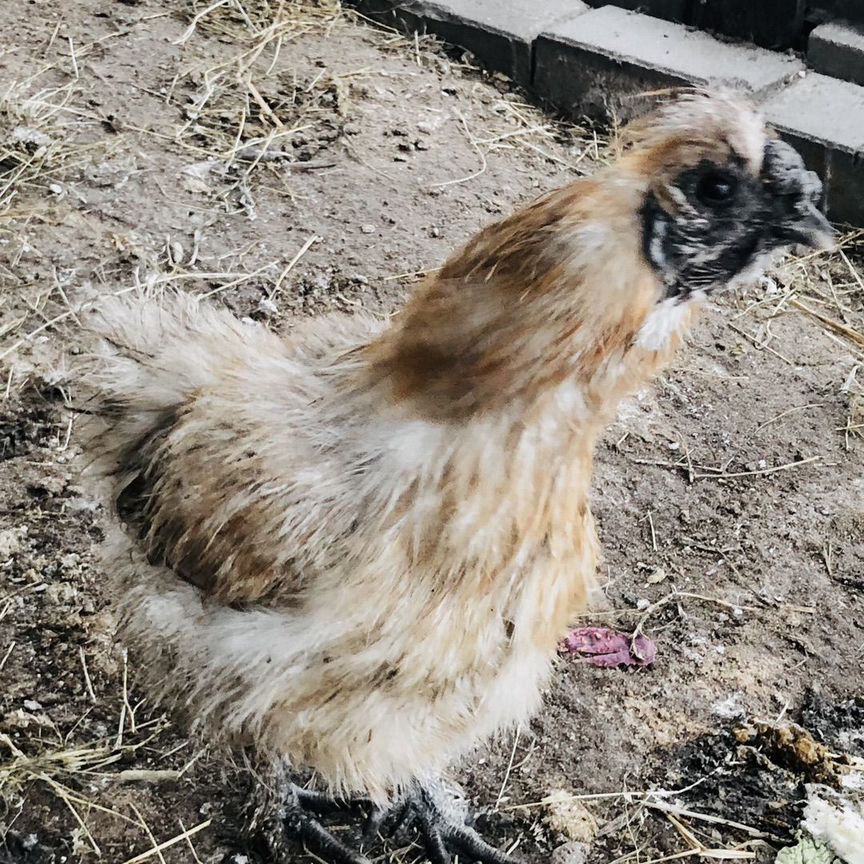 Петух китайский шелковый