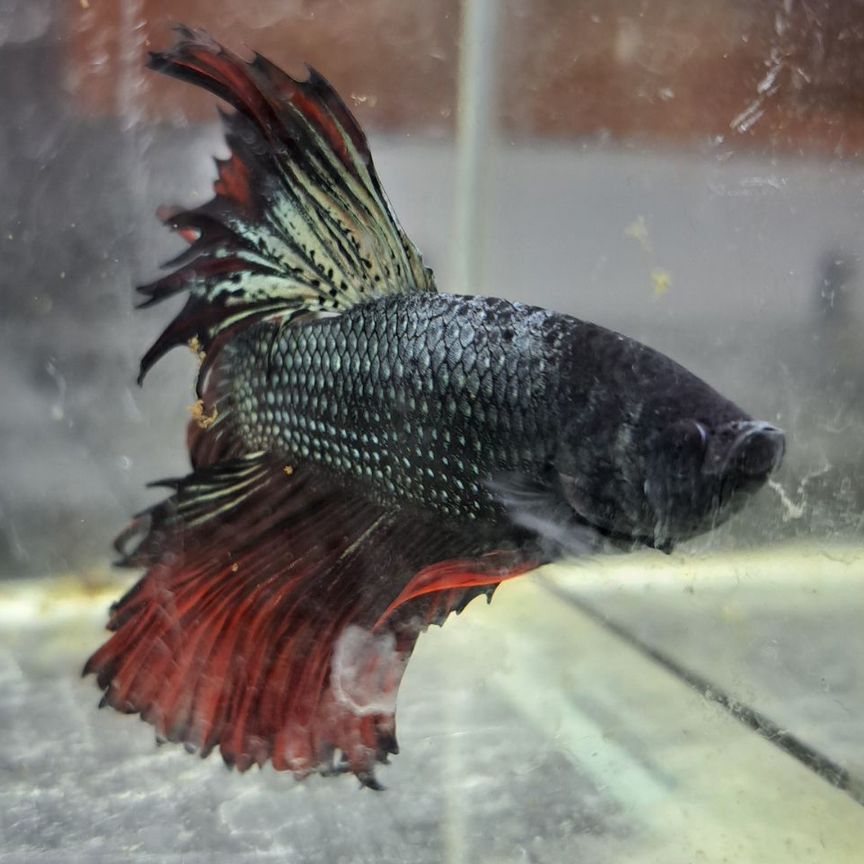 Рыбка петушок халф мун