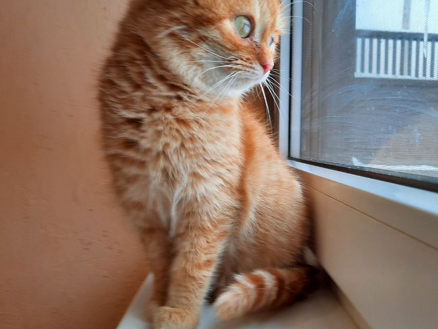 Котёнок Сёма ищет дом