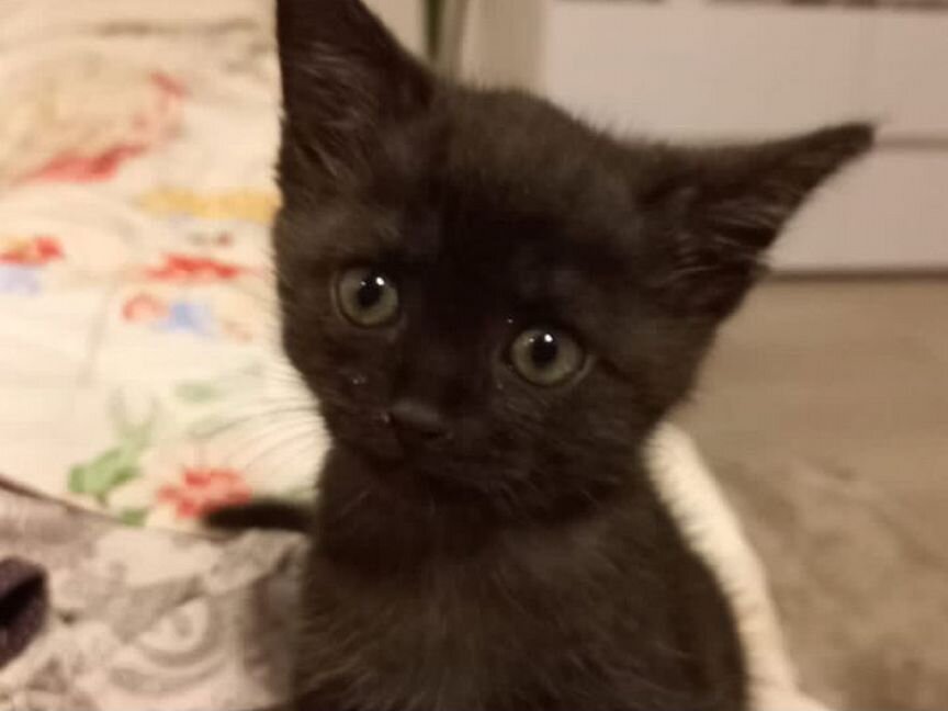 Котенок