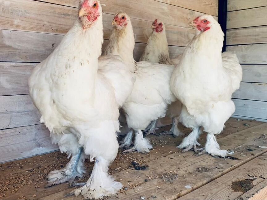 Брама белая