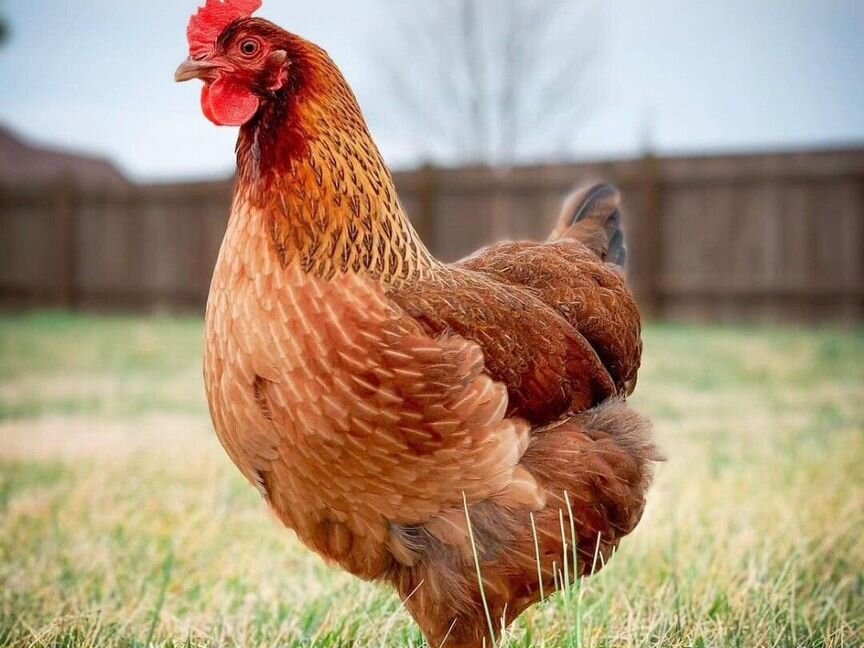 Куры и цыплята