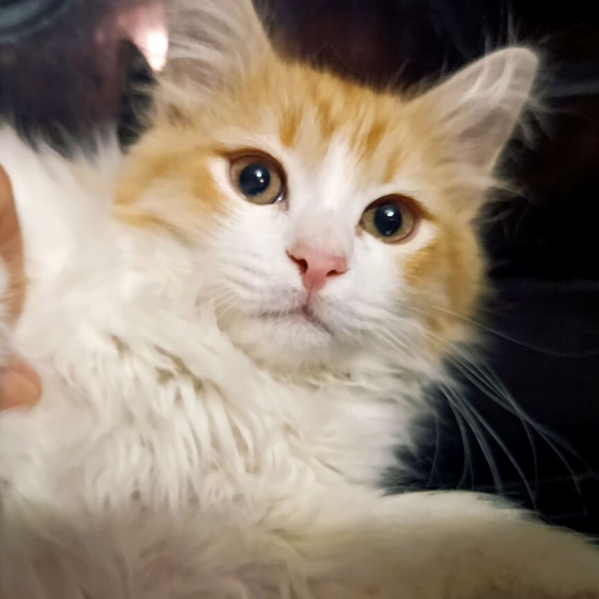 Сибирский котёнок