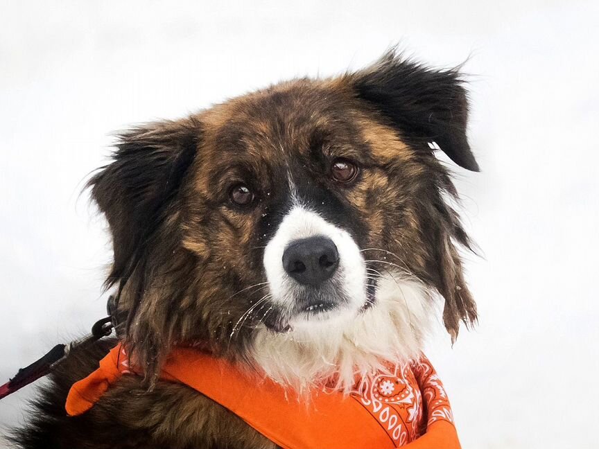 Собака в добрые руки