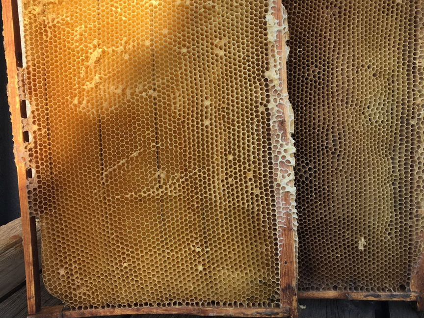 Пчеловодная сушь