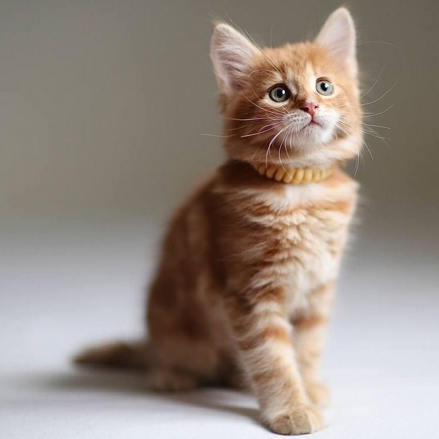 Мейн-кун котёнок