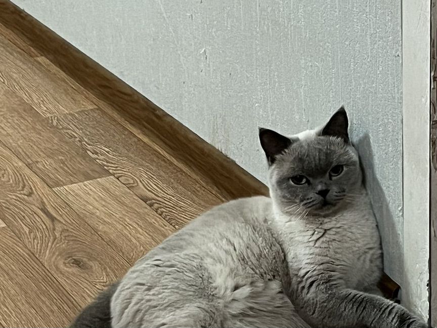 Британская кошка