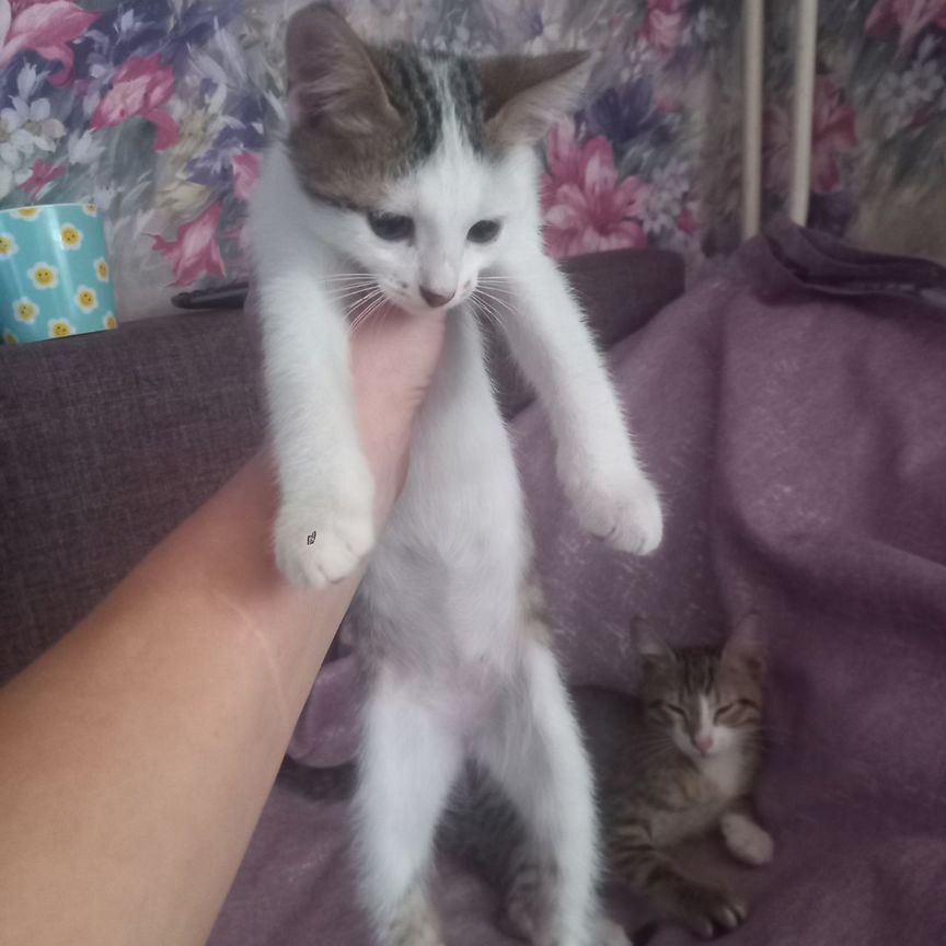 Котята в добрые руки мальчики