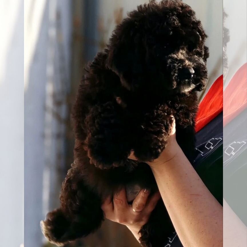 Пудель, щенок