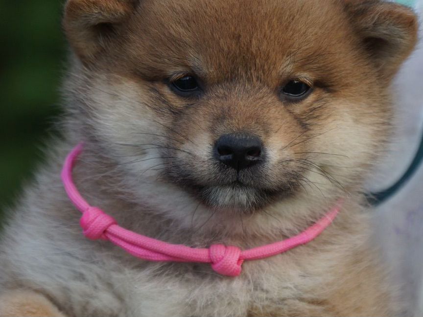 Девочка Сиба Ину одна на миллион