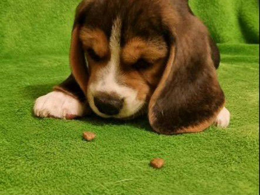 Высокопородные щенки бигля