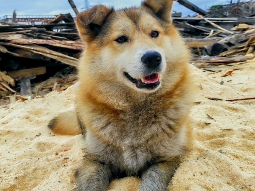 Злата ищет дом