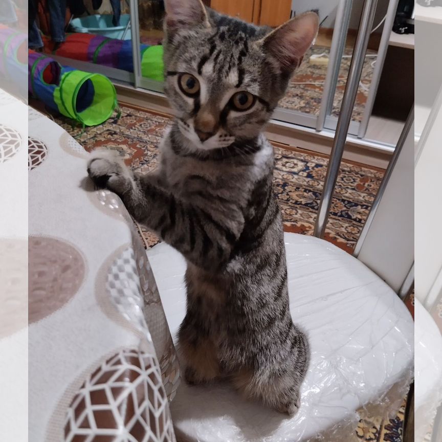 Котёнок в добрые руки