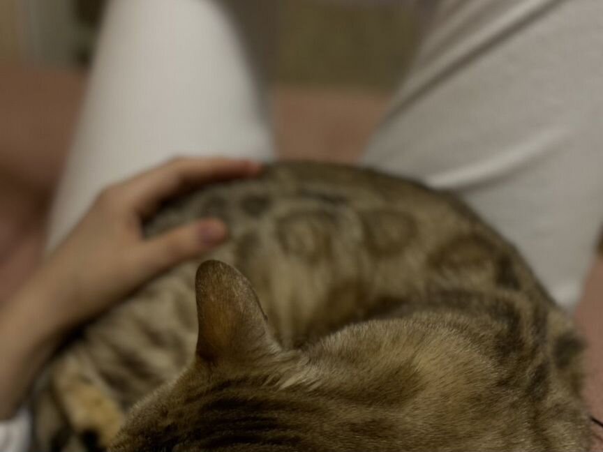 Бенгальская кошка