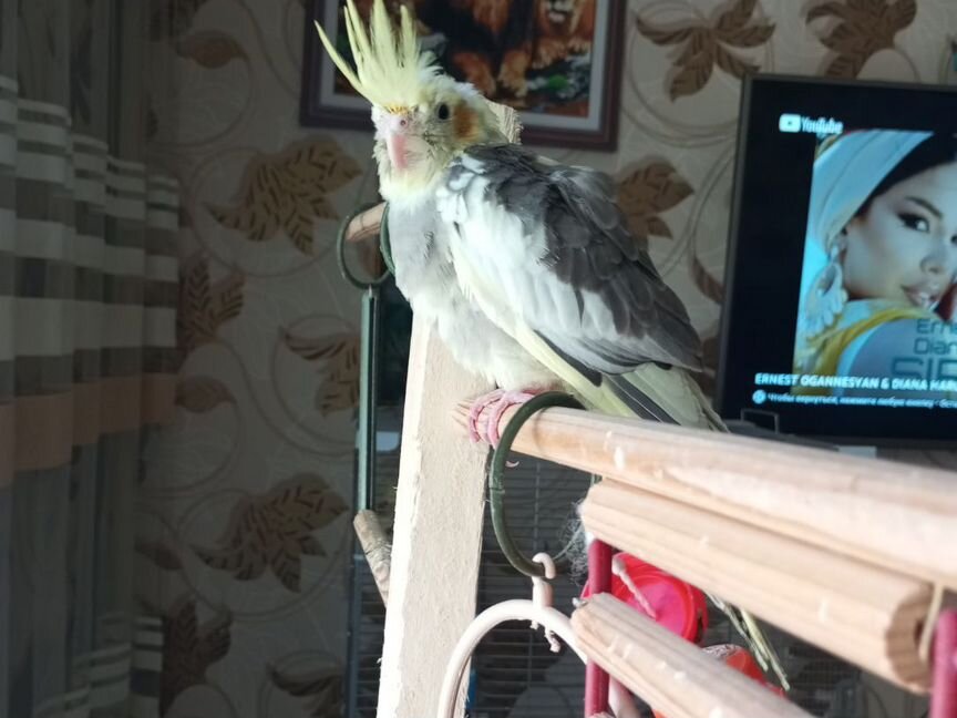 Попугай корелла птенец