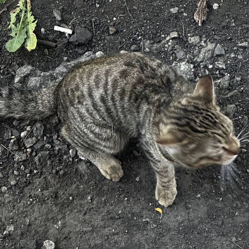 Взрослая, кошка в добрые руки