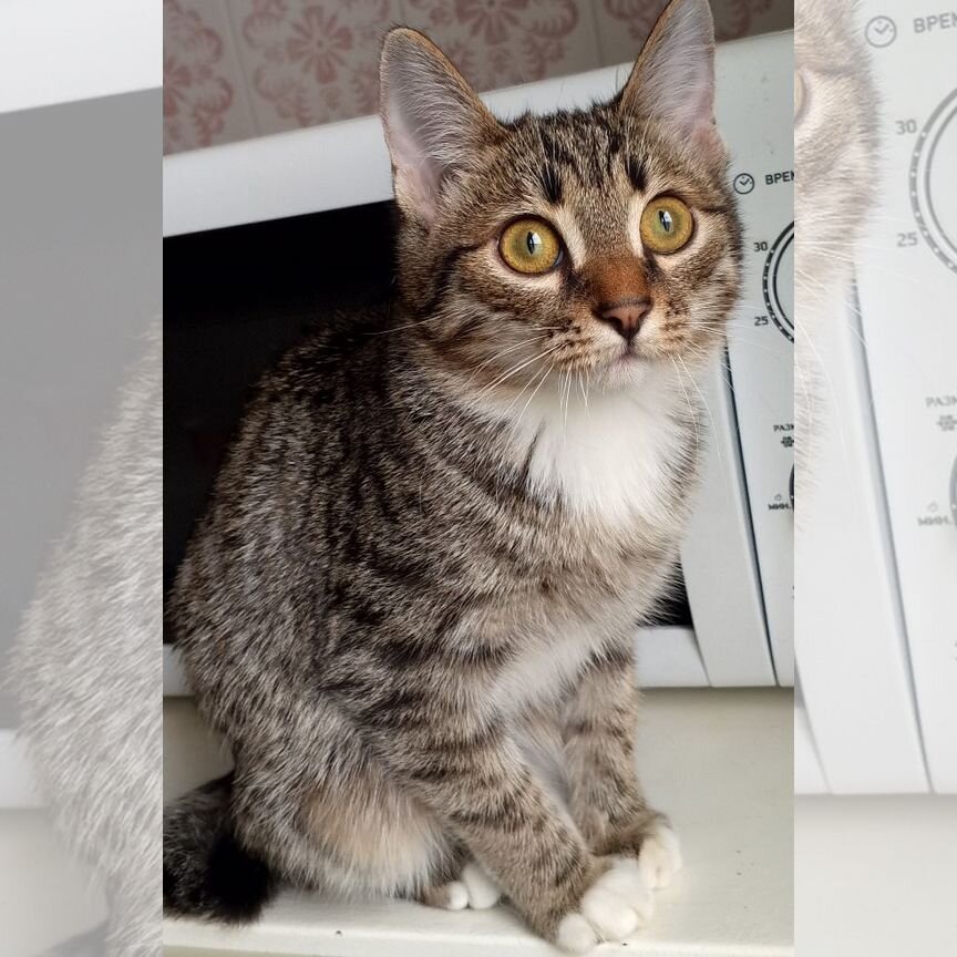 Котёнок в добрые руки