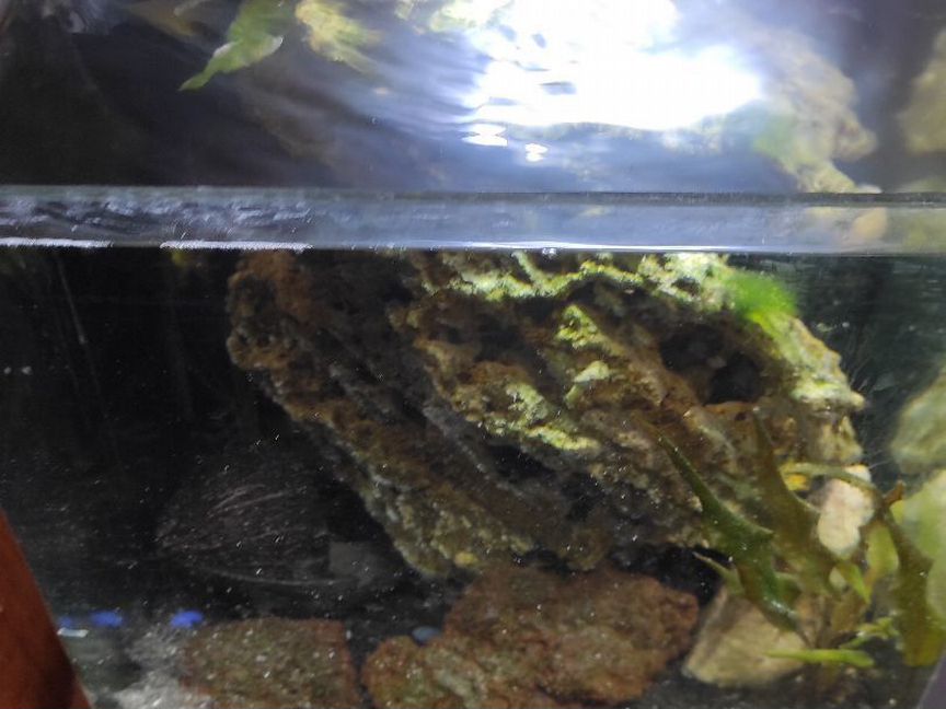 Аквариум dennerle nano cub 30 л, все что на фото