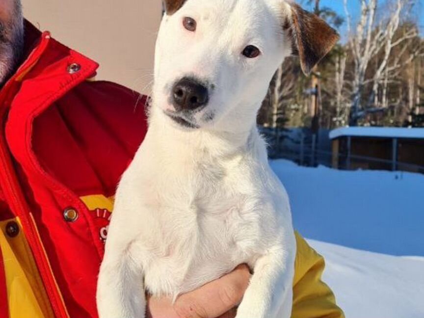 Джек Рассел терьер, кобель, 9 мес