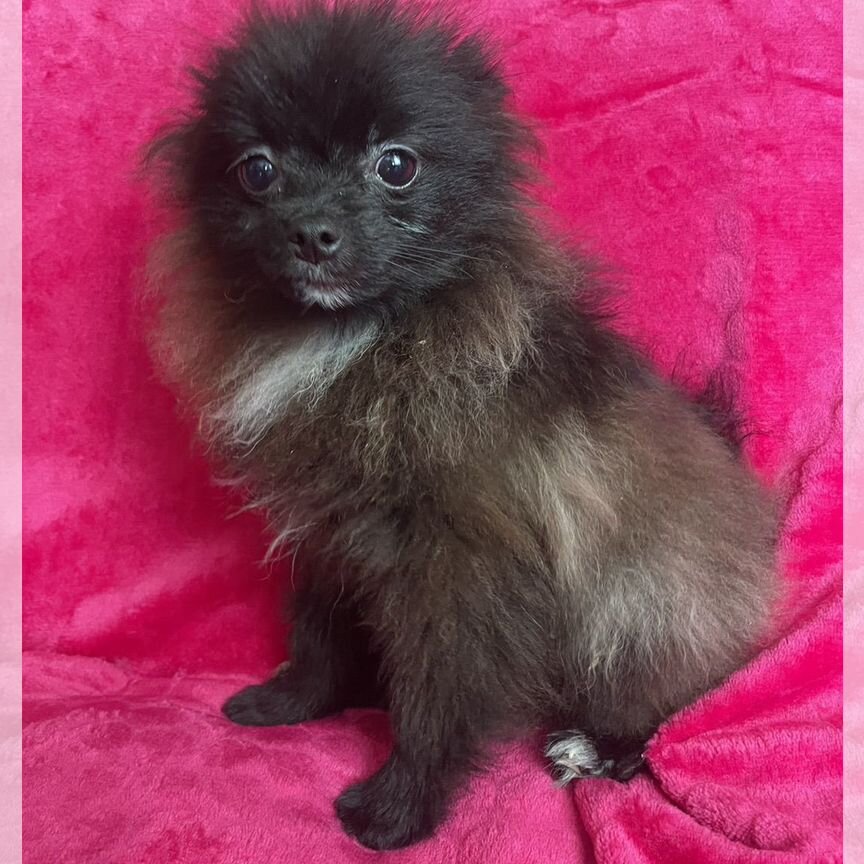 Немецкий шпиц, щенок