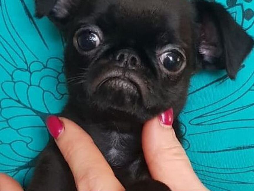 Пти брабансон мальчик документы РКФ