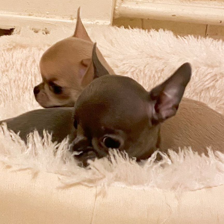 Чихуахуа мальчики