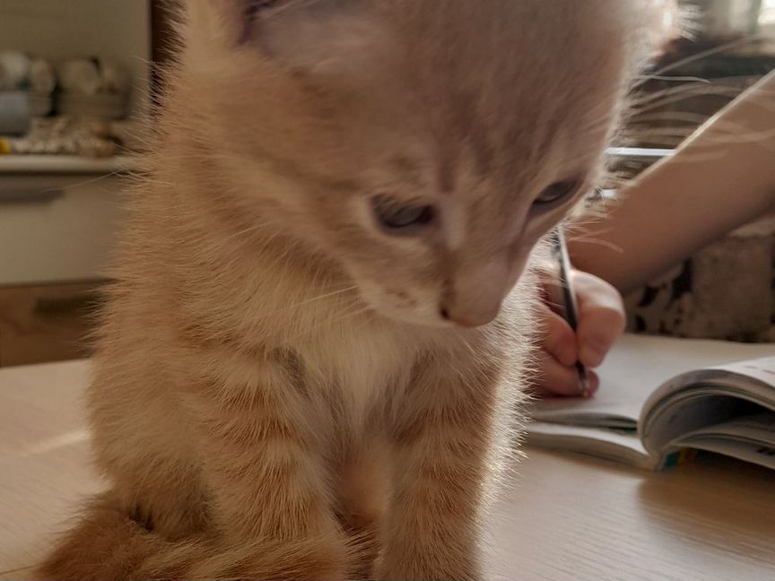 Песочный рыжий игривый котёнок котик