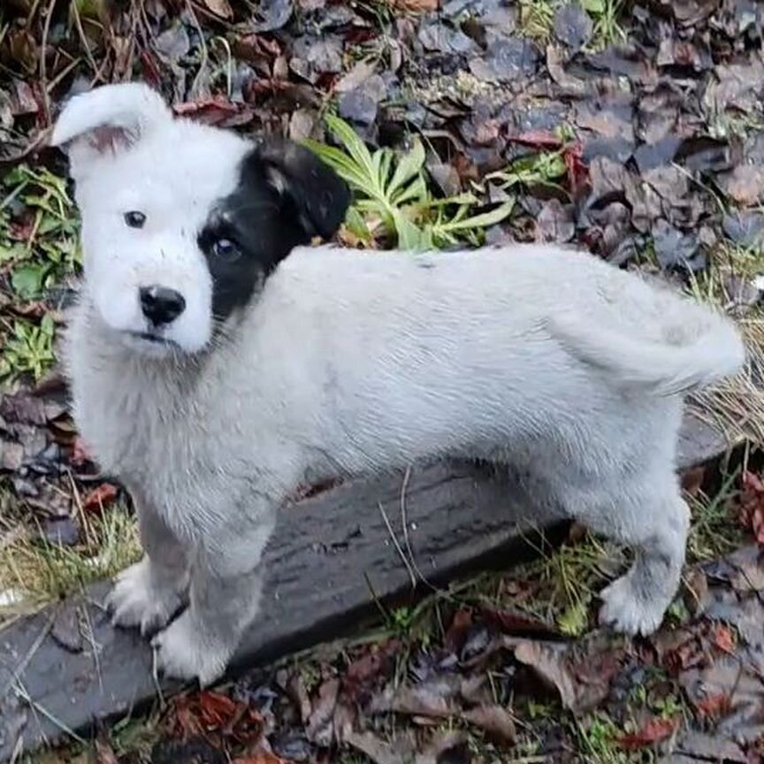 Щенок в добрые руки