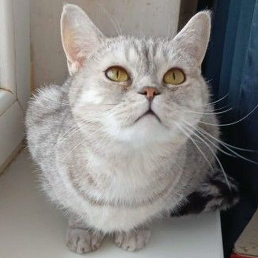 Умерла хозяйка у кошки