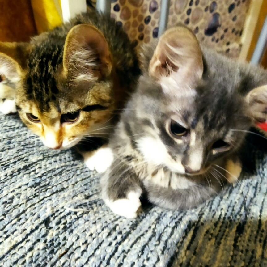 Котята, раздаю в добрые руки