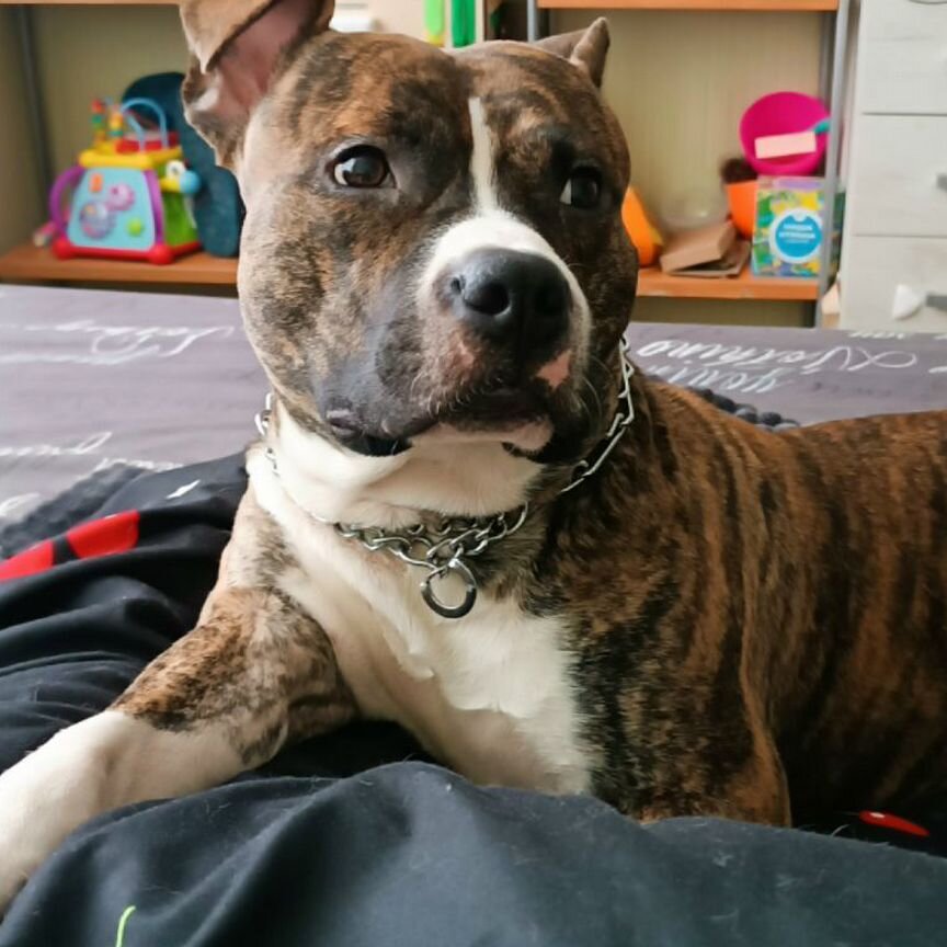 Американский стаффордширский терьер, взрослый пёс