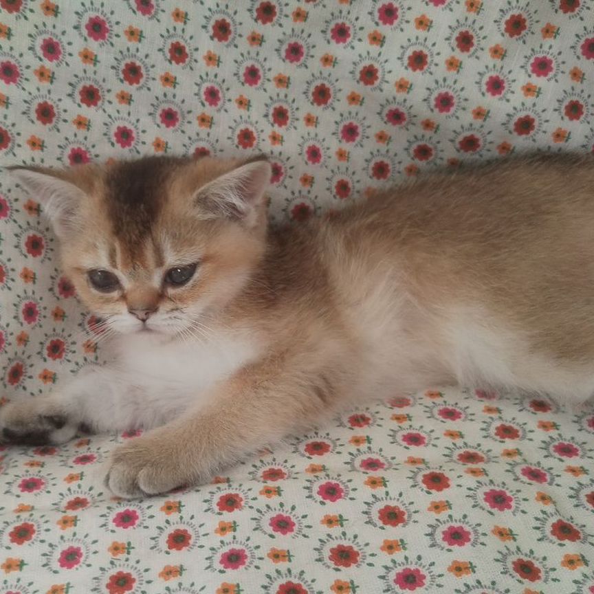 Котик золотая шиншилла, доставка