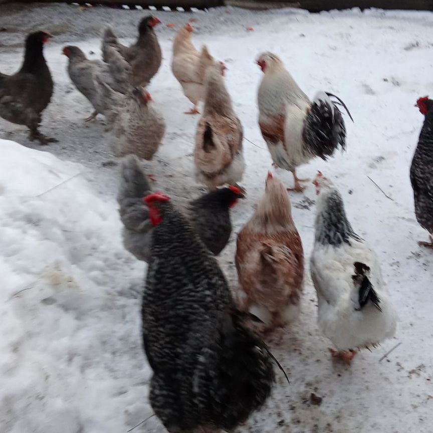 Петухи домашние