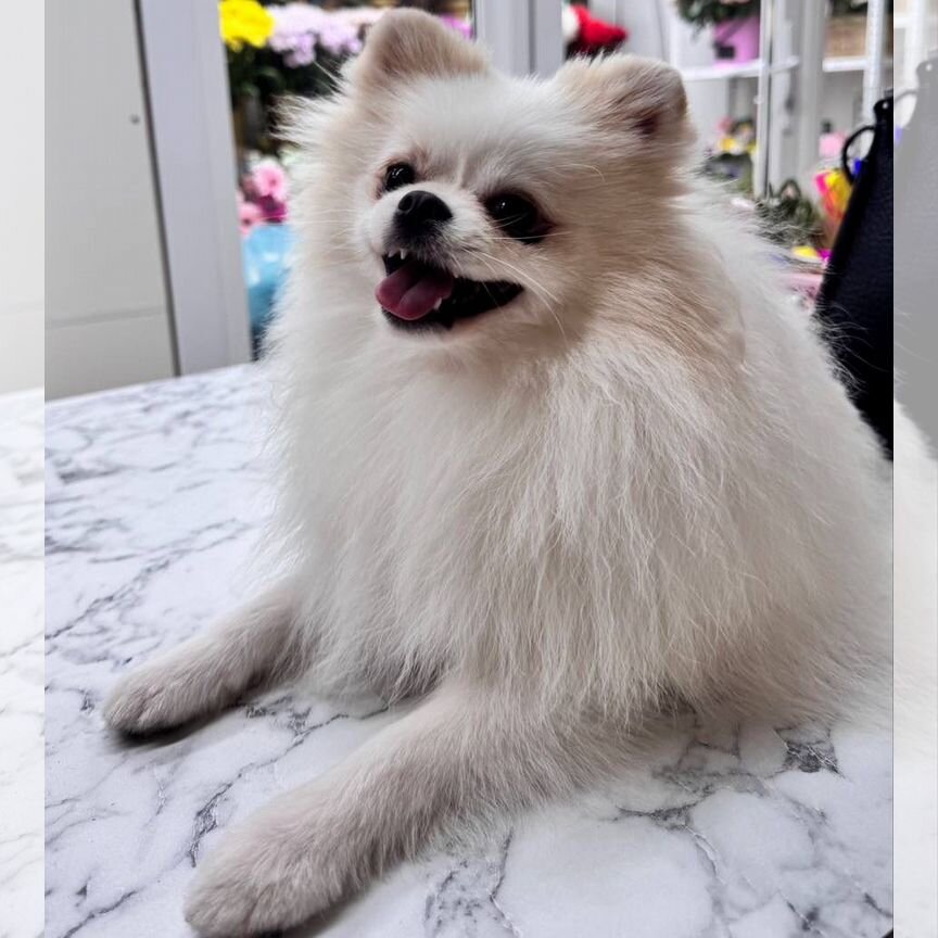 Померанский шпиц, взрослая собака