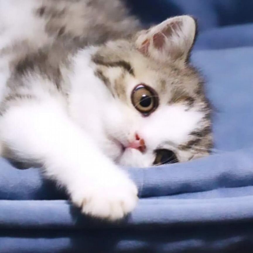 Плюшевый мальчик