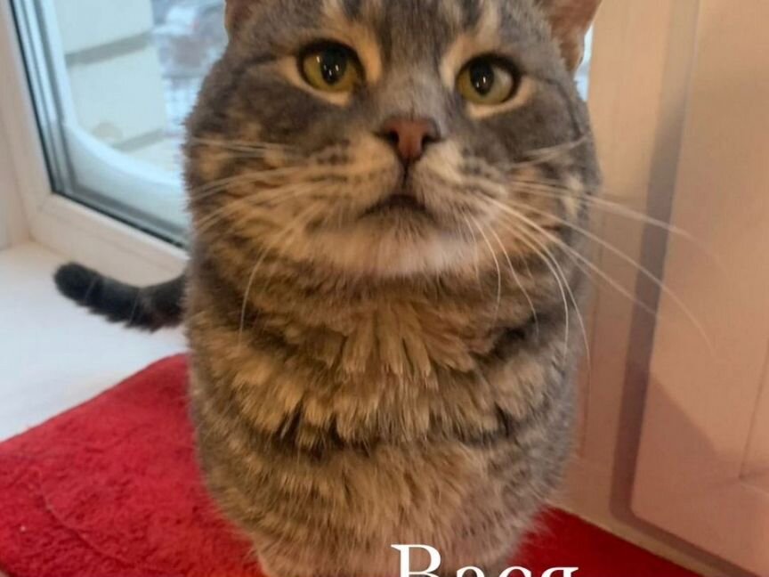 Вася и Мася ищут семью