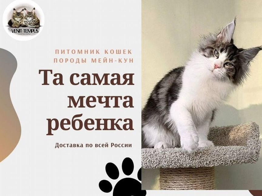 Котята
