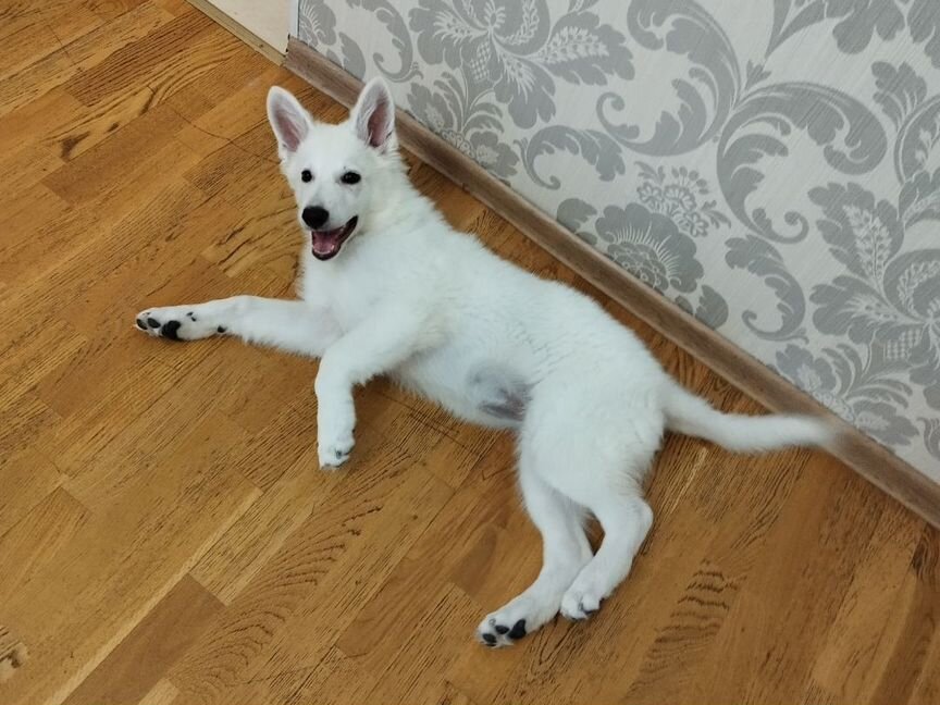 Белая швейцарская овчарка 3 мес