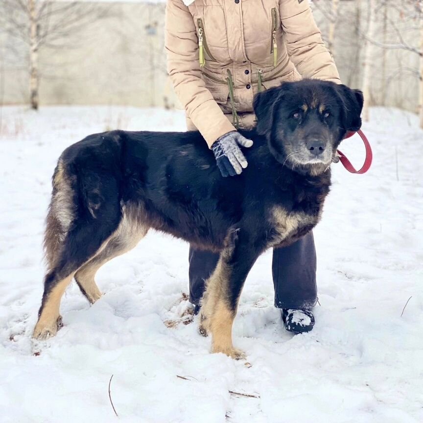 Собака ждёт помощи