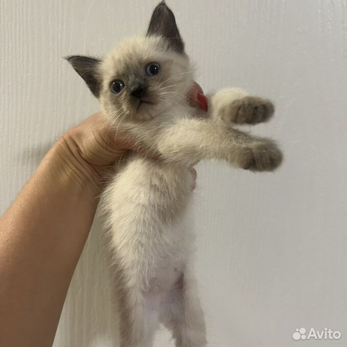 Элитные котята Тайской породы