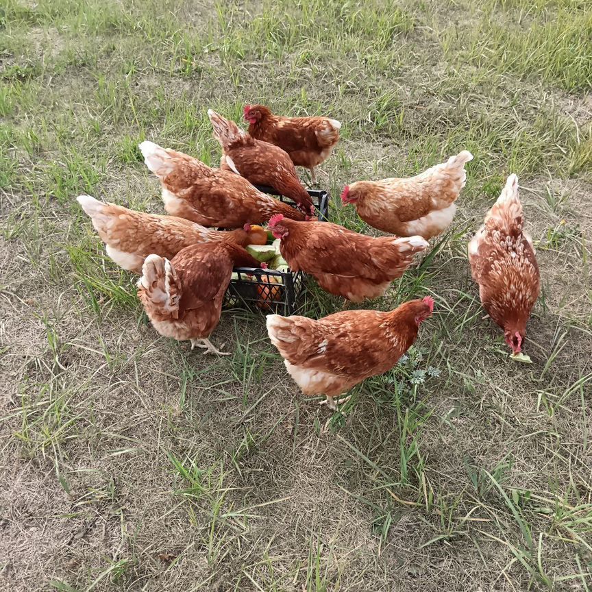Куры несушки