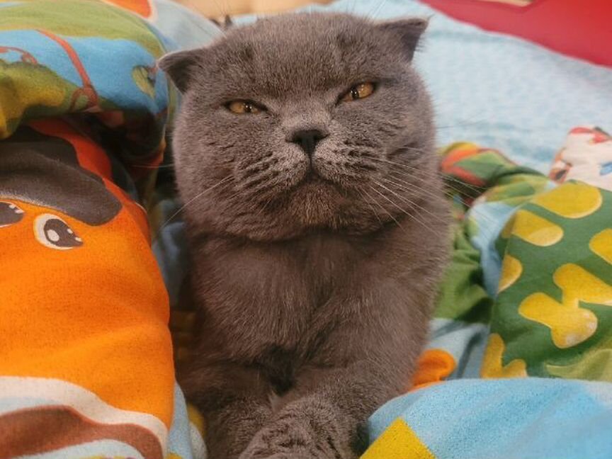 Отдам кошку в добрые руки