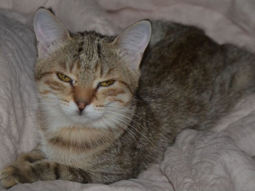 Котенок, полосатая девочка