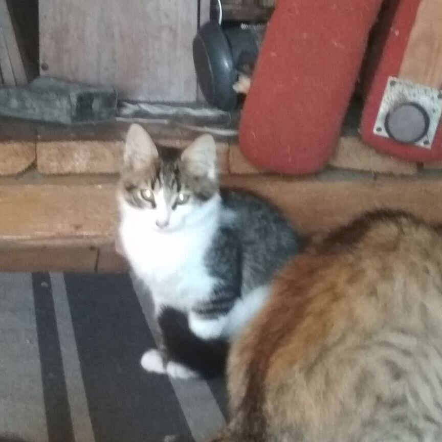 Котята в добрые руки бесплатно мальчик