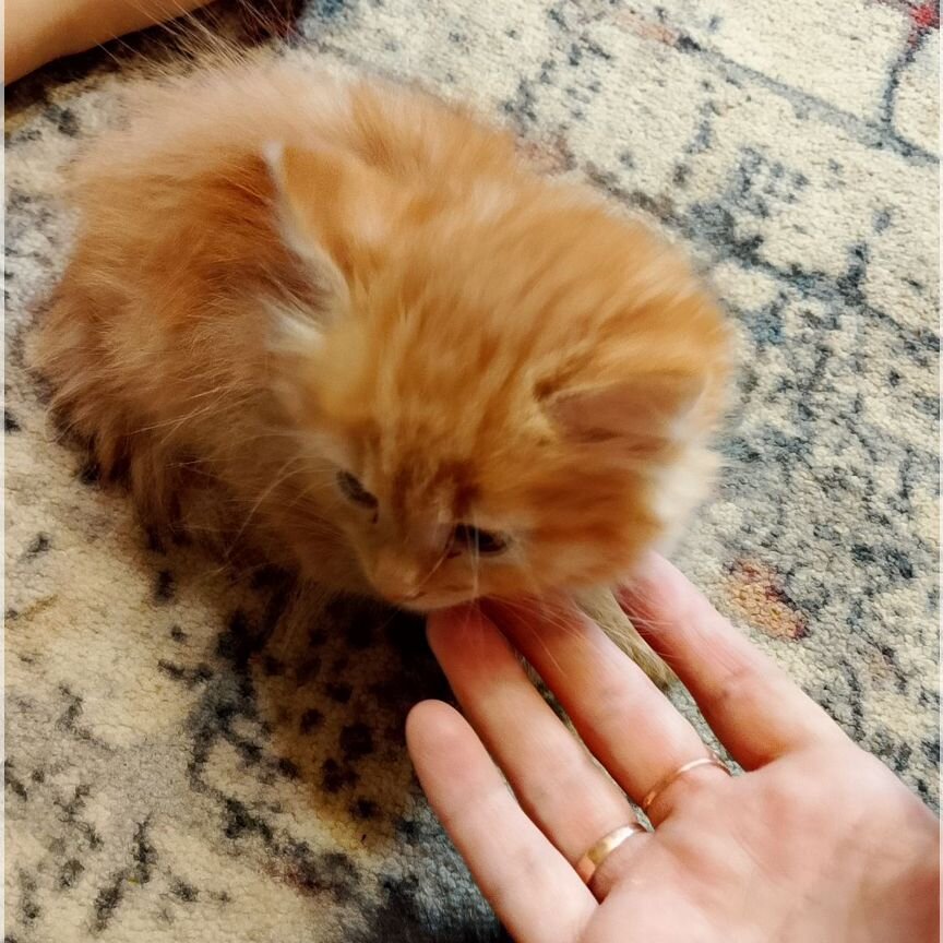 Котёнок в добрые руки