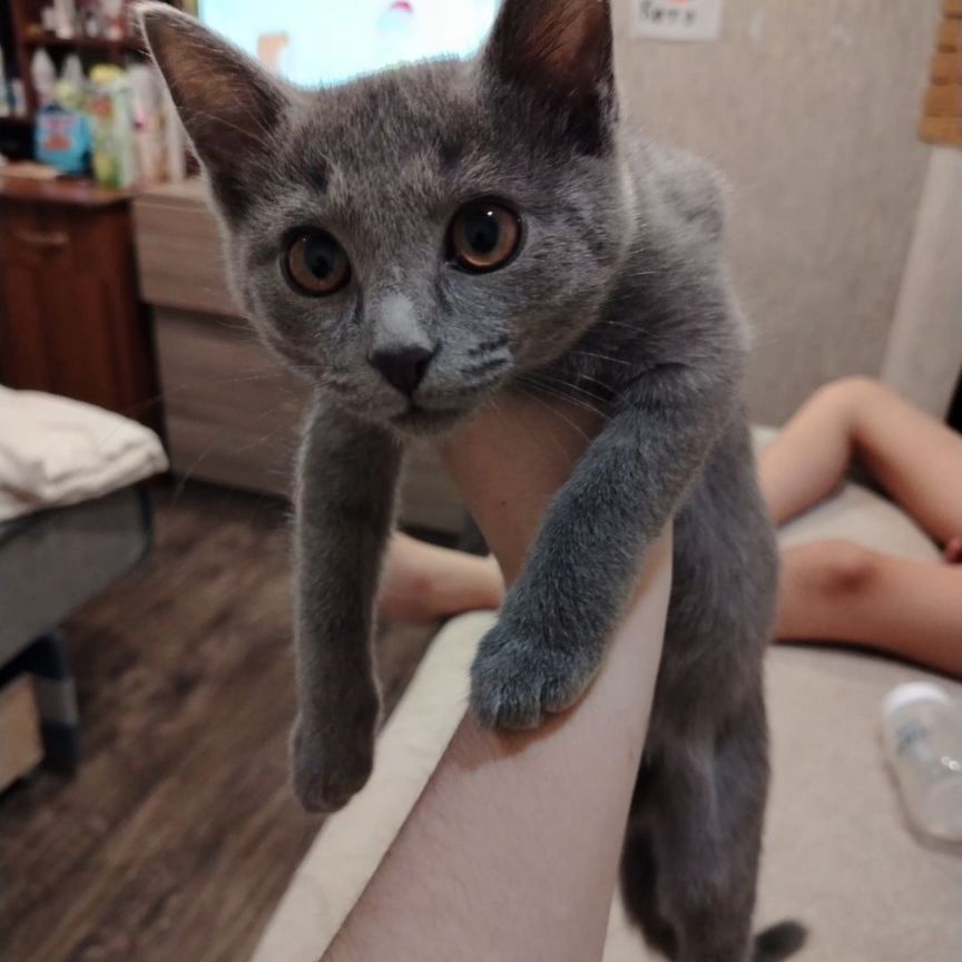 Кот