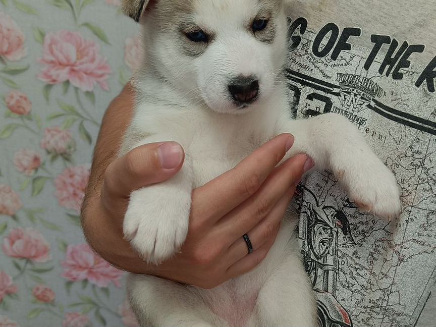 Щенки хаски